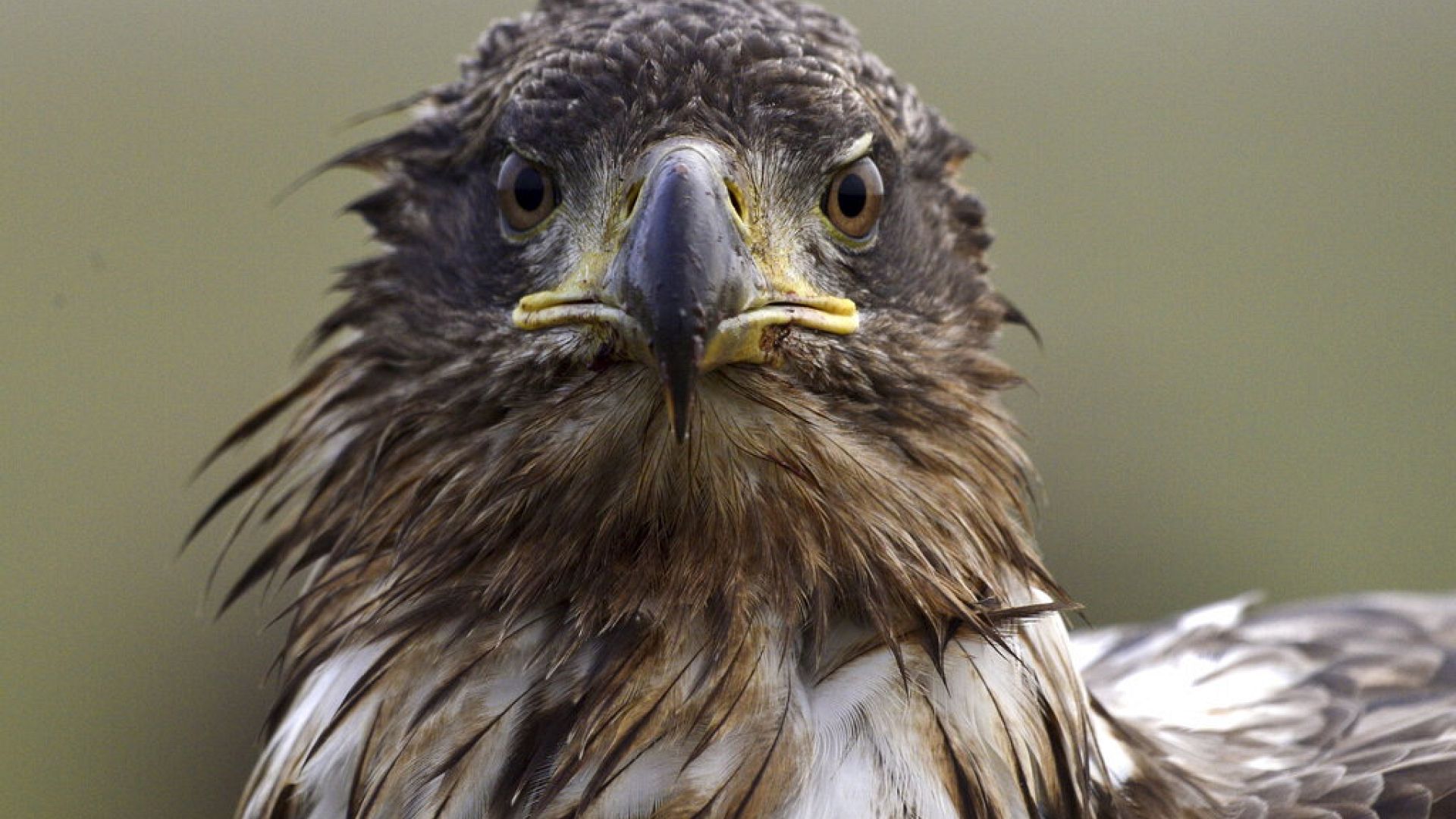 Eagle eye: Hundreds of surveyors take part in wintering 'eagle census ...