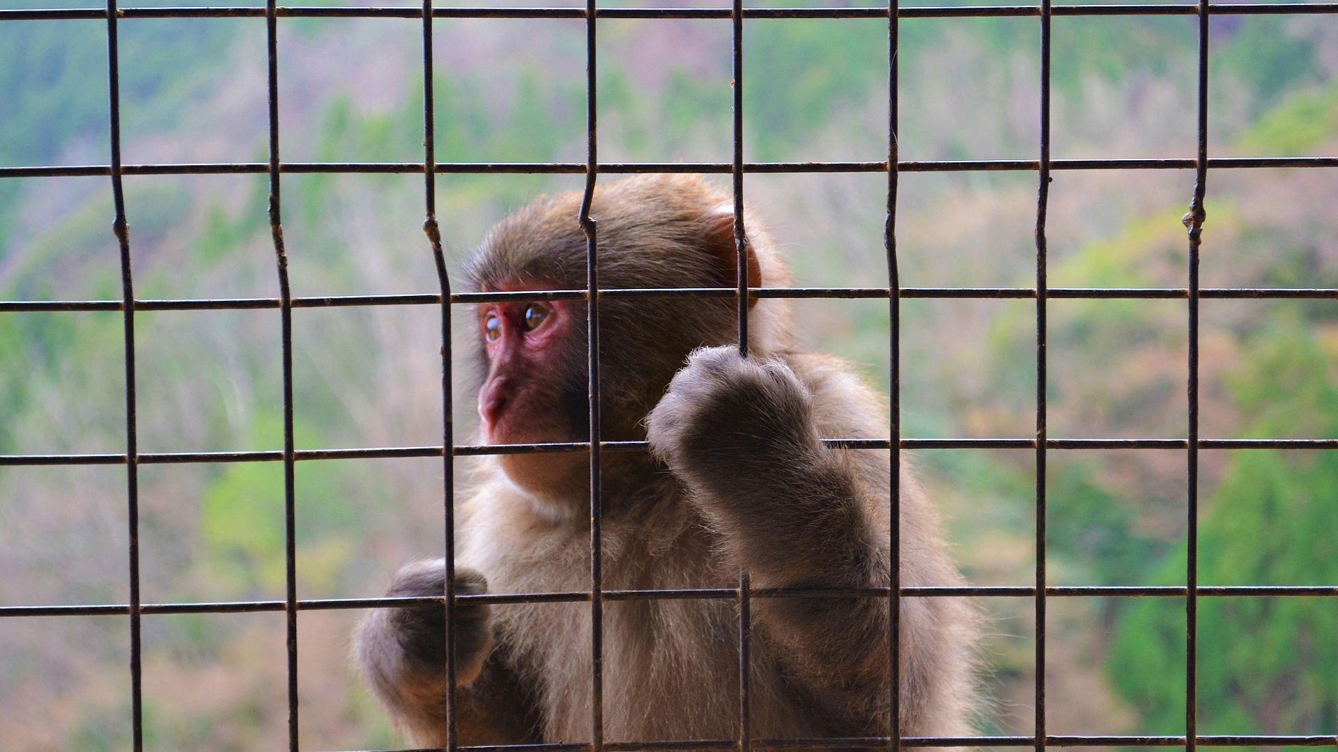 ‘Unethical’: Protests erupt over plan for €400 million monkey-breeding ...