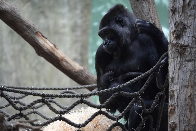 Critically endangered western lowland gorillas born in London and Prague | Euronews