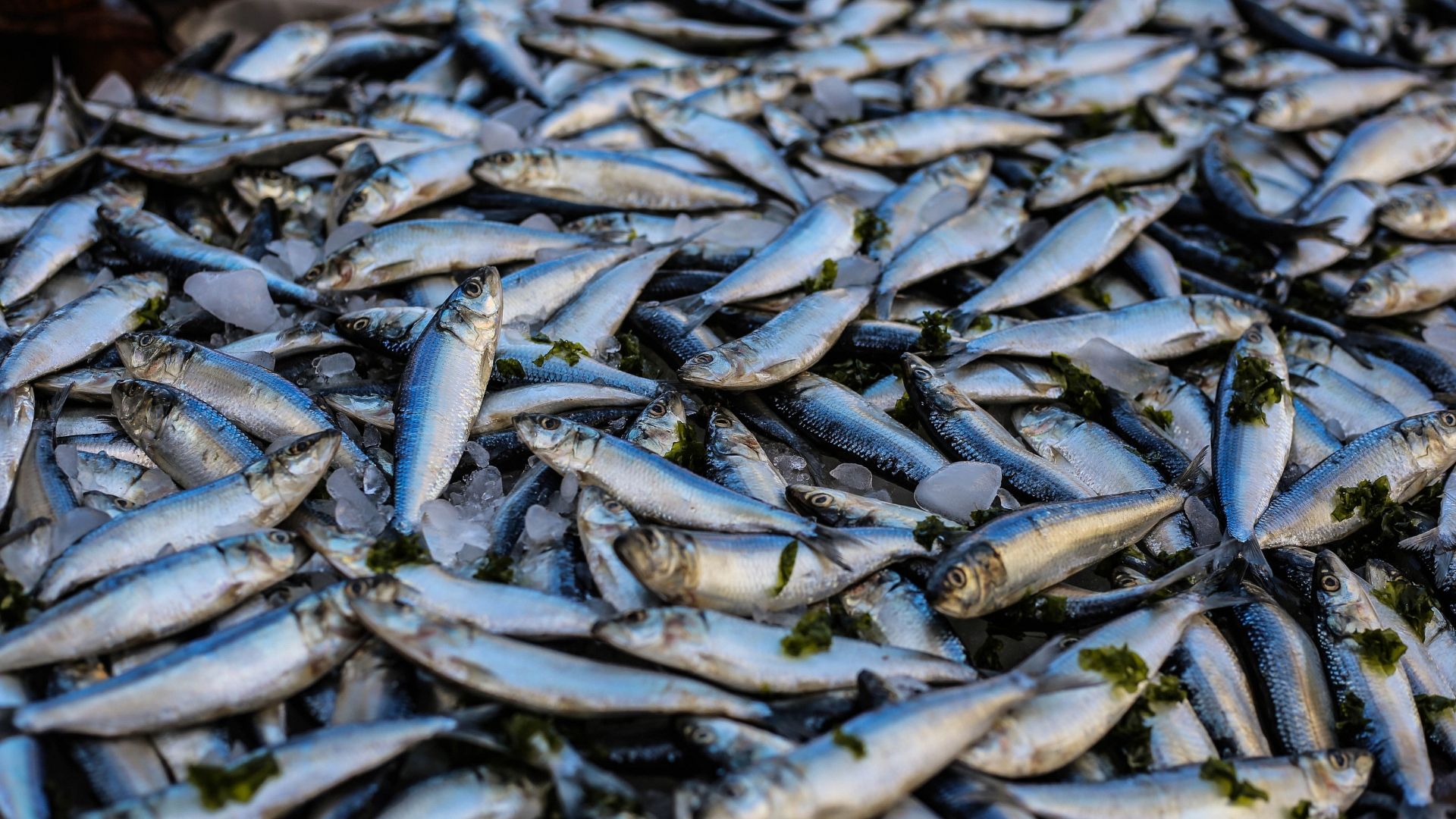 Scientists reveal how trawling the bottom of the ocean could release ...