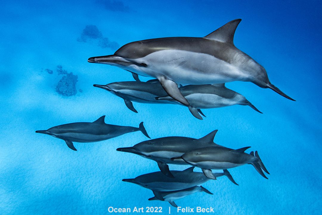 Widescreen whales and close-up corals: Check out the 2023 Ocean Art ...