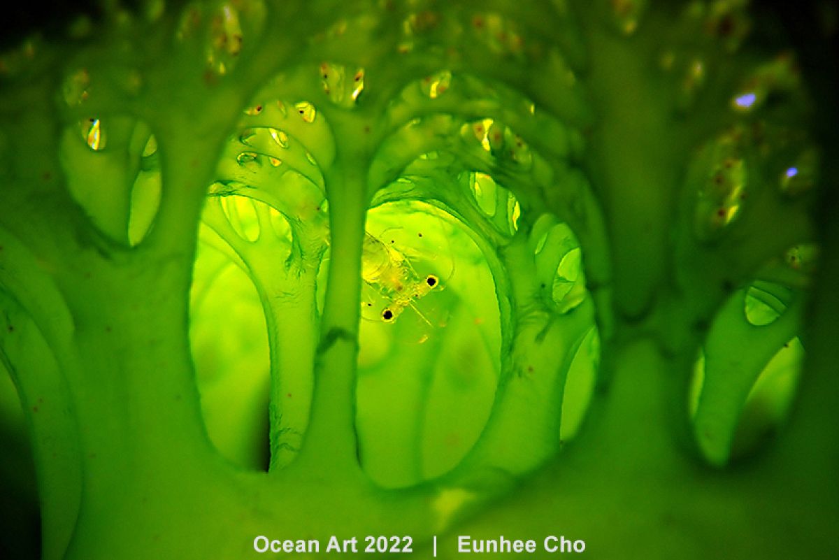Widescreen whales and close-up corals: Check out the 2023 Ocean Art ...