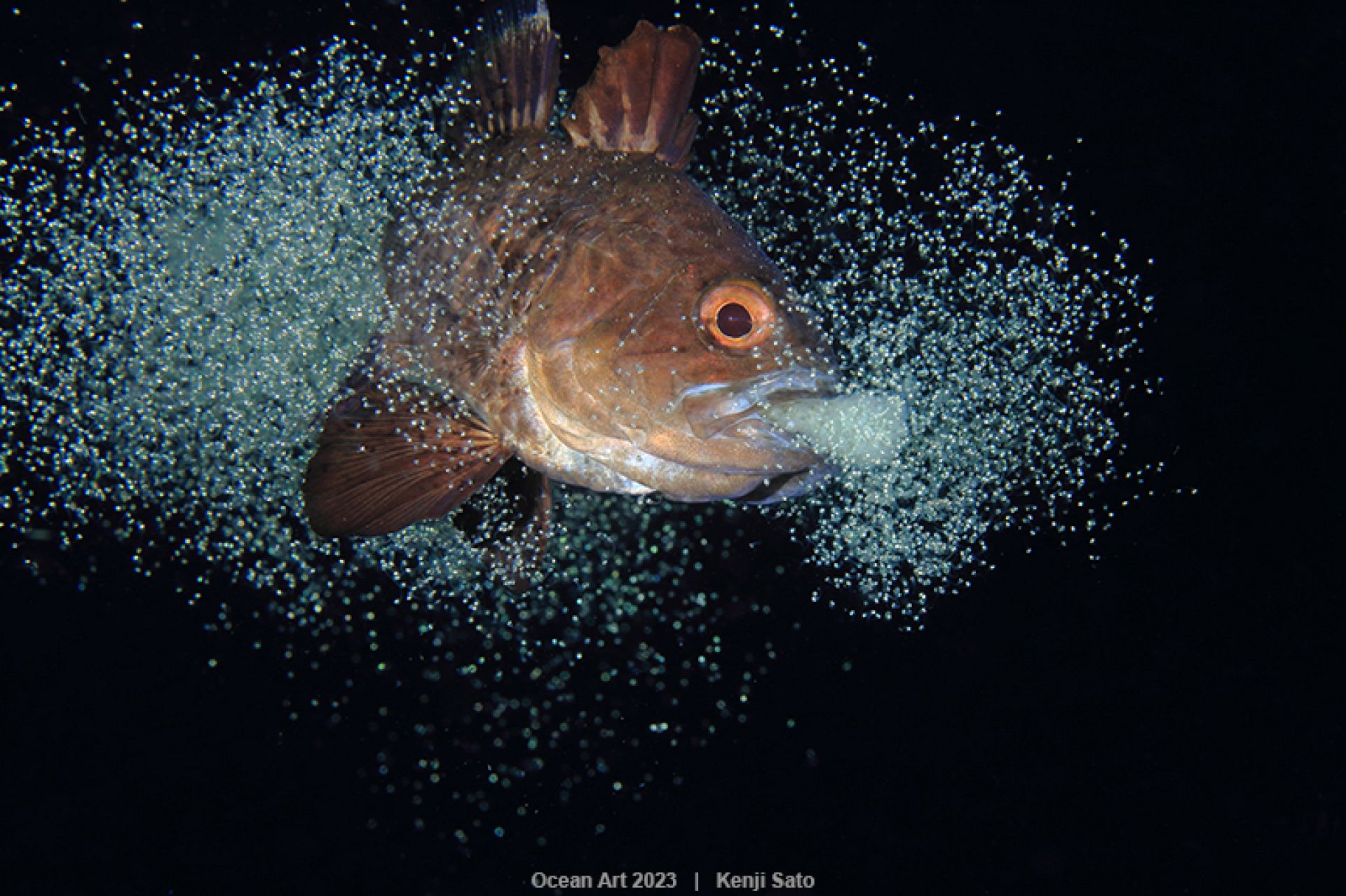 Widescreen whales and close-up corals: Check out the 2023 Ocean Art ...