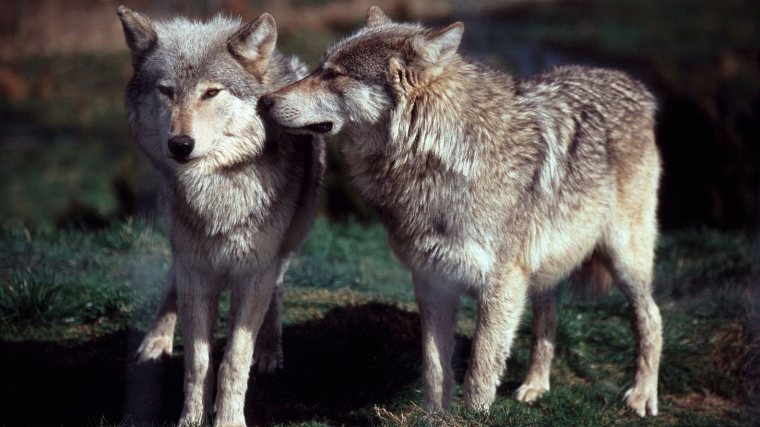 Wolves at national park can be shot with paintball guns to be scared ...