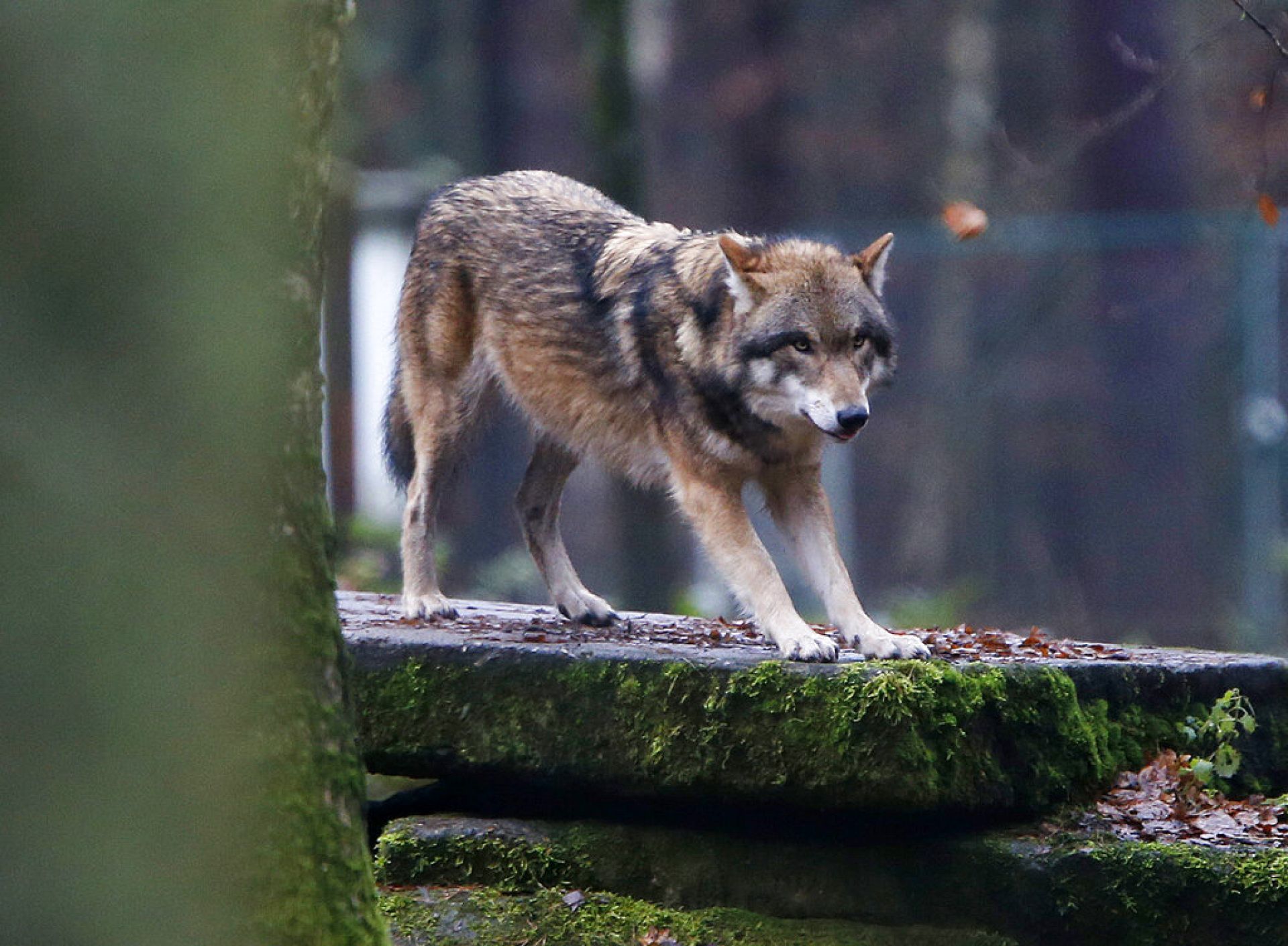 Wolves at national park can be shot with paintball guns to be scared ...