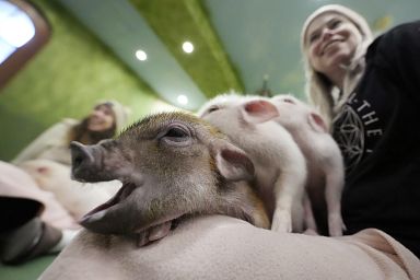 Japanese pig cafes: Where are they, how much do they cost and are they ...