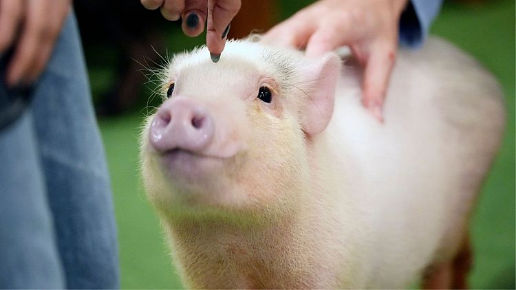 Japanese pig cafes: Where are they, how much do they cost and are they ...