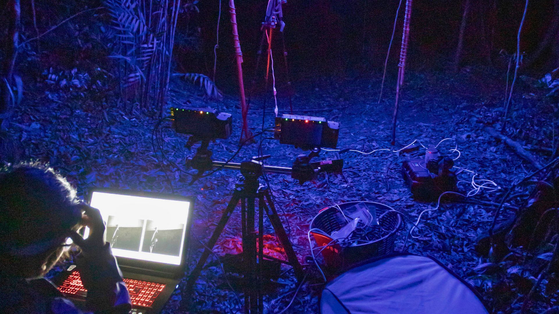 Like a moth to a flame? New research shows insects aren’t drawn to ...