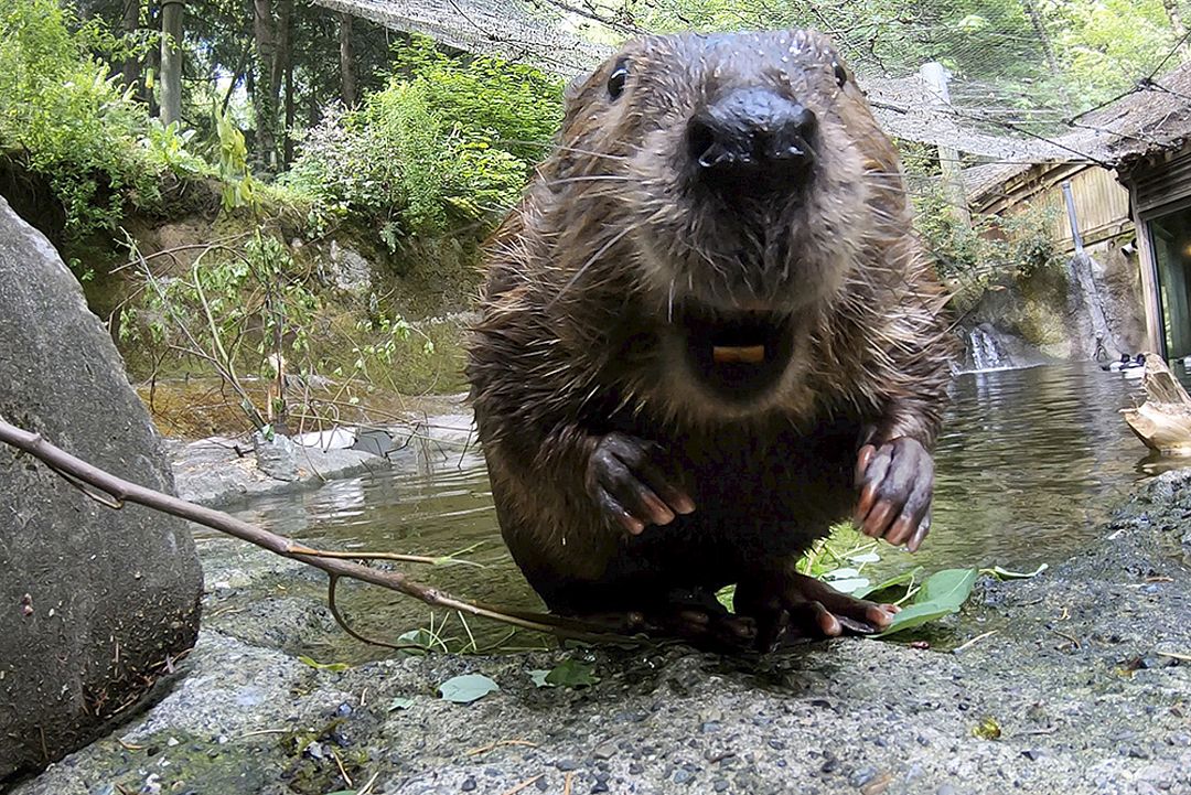 Jour de la marmotte : les origines de cette étrange tradition ...