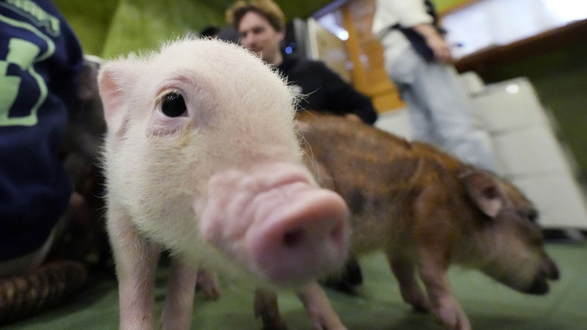 Video. Take a look inside this adorable micro-pig cafe in Japan | Euronews