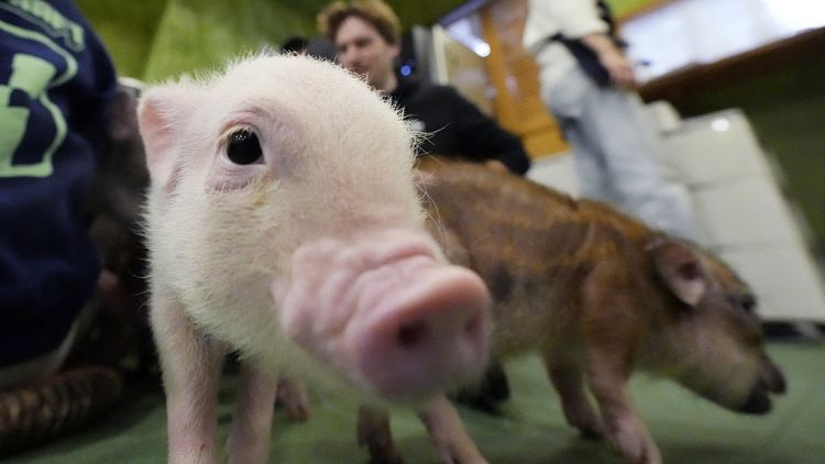 Video. Take a look inside this adorable micro-pig cafe in Japan | Euronews