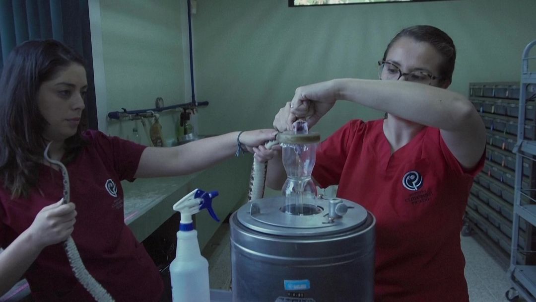 Scientists inject horses with snake venom to develop treatment for ...