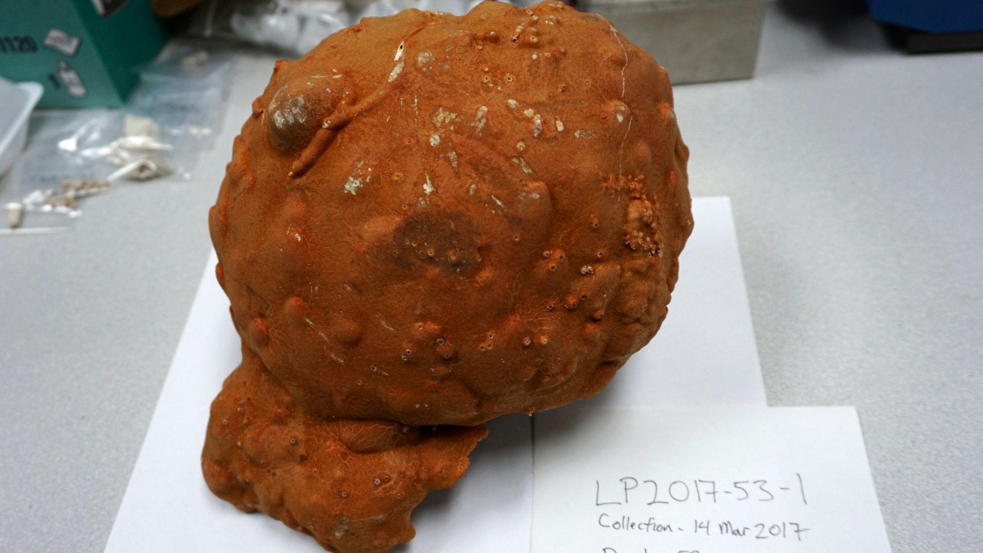 ‘Cathedrals of history’: How ancient sea sponges give worrying clues ...