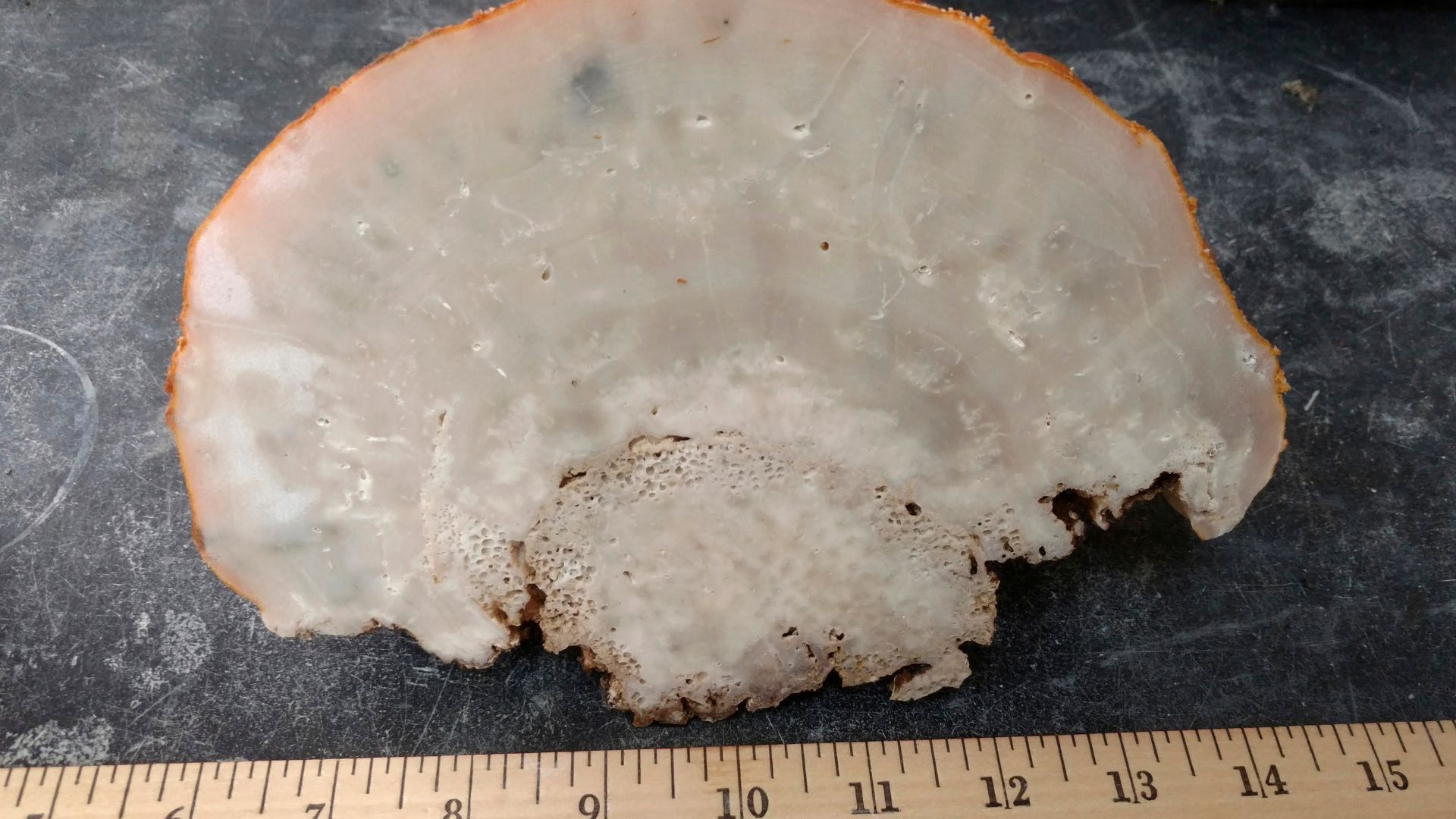 ‘Cathedrals of history’: How ancient sea sponges give worrying clues ...