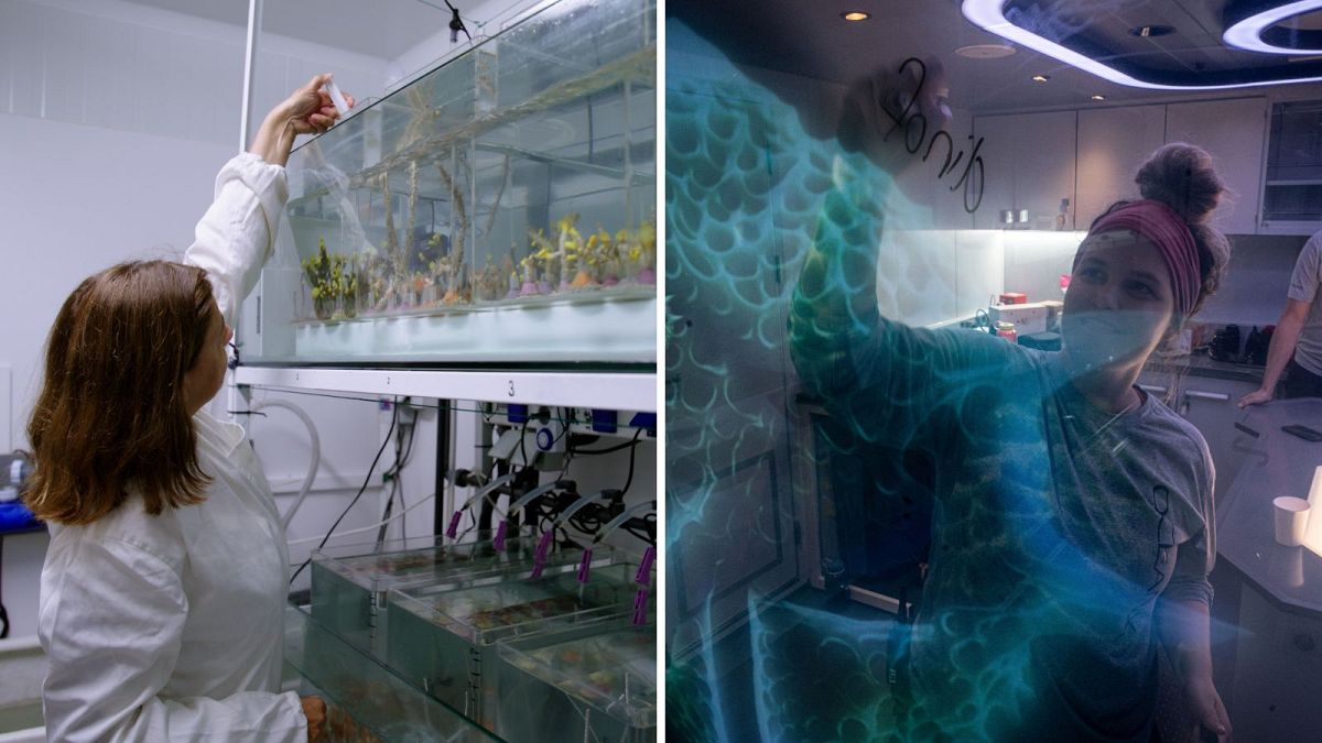 OceanXplorer: On board the billionaire’s research vessel broadcasting ...