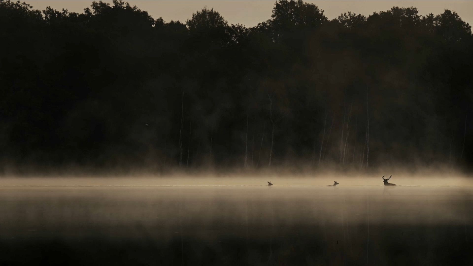 Vincent Munier nous emmène "En Forêt" au plus près du monde animal ...