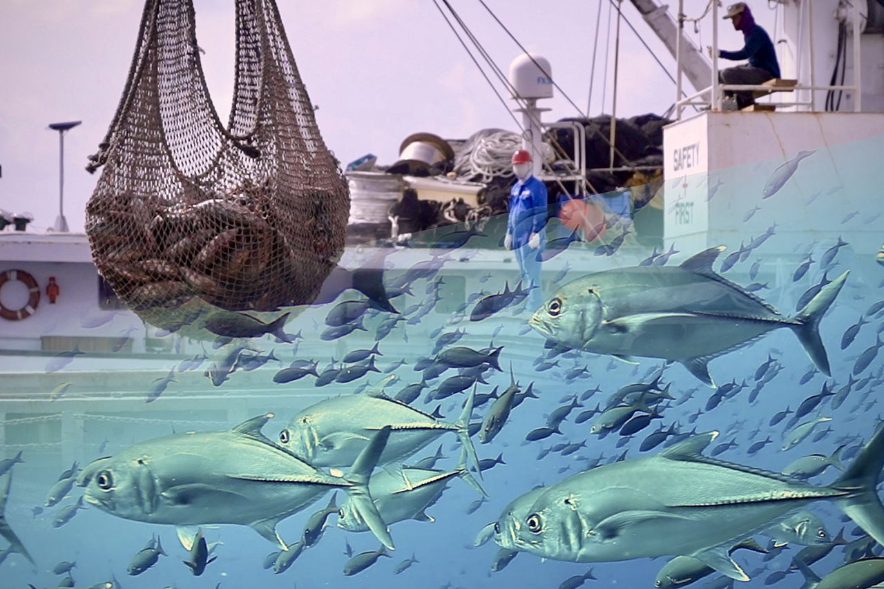 Ocean - Latest episodes, latest news and updates about | Euronews