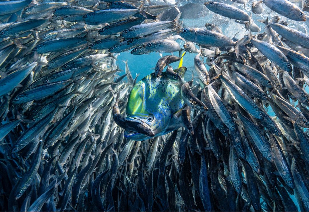 Underwater Photographer of the Year 2024: Take a dive into the stunning ...
