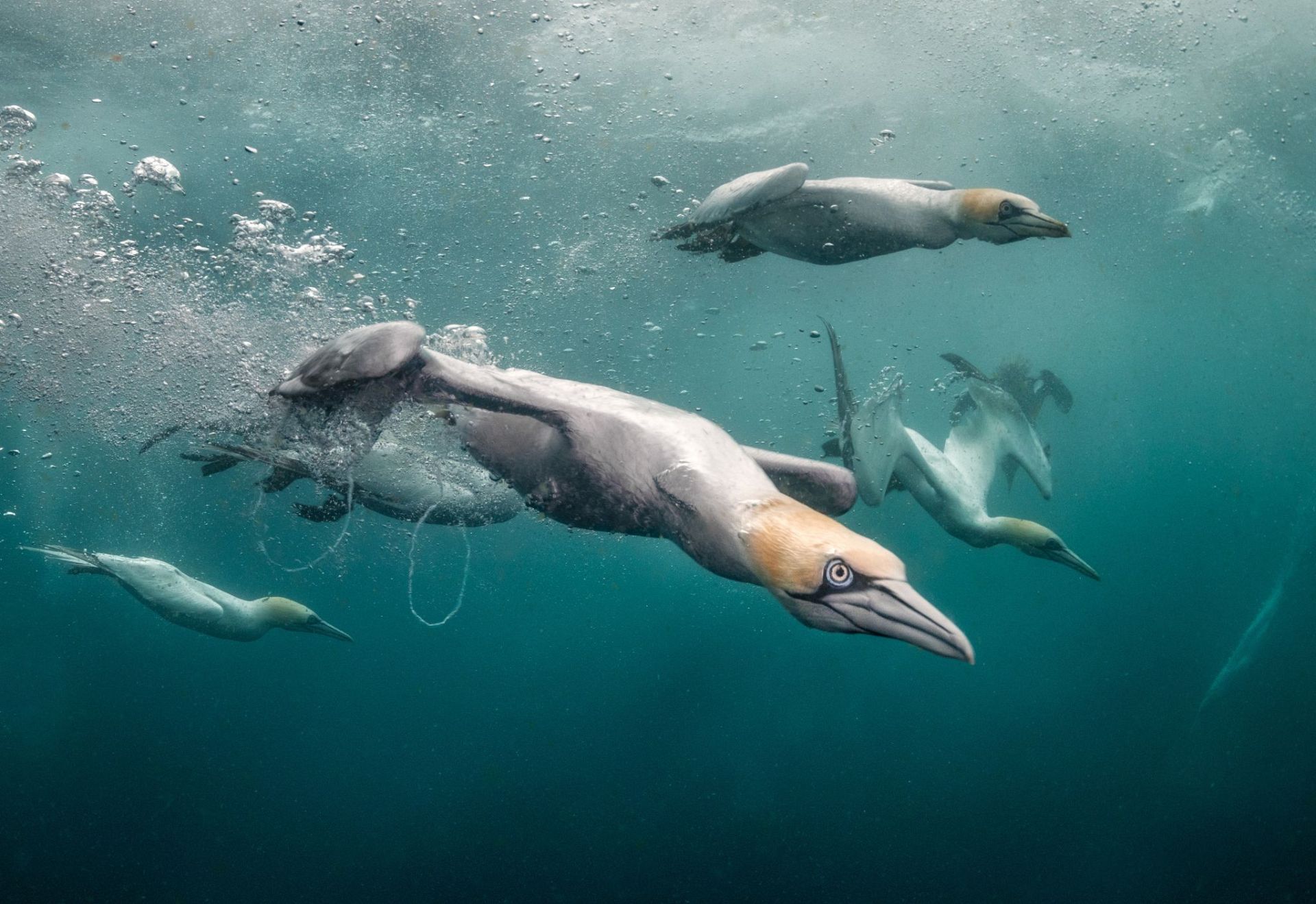 Underwater Photographer of the Year 2024: Take a dive into the stunning winning images | Euronews