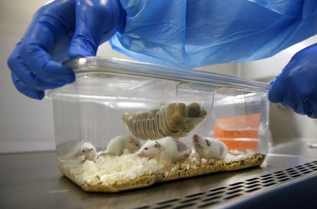 We should leave animals out of our war on cancer | Euronews