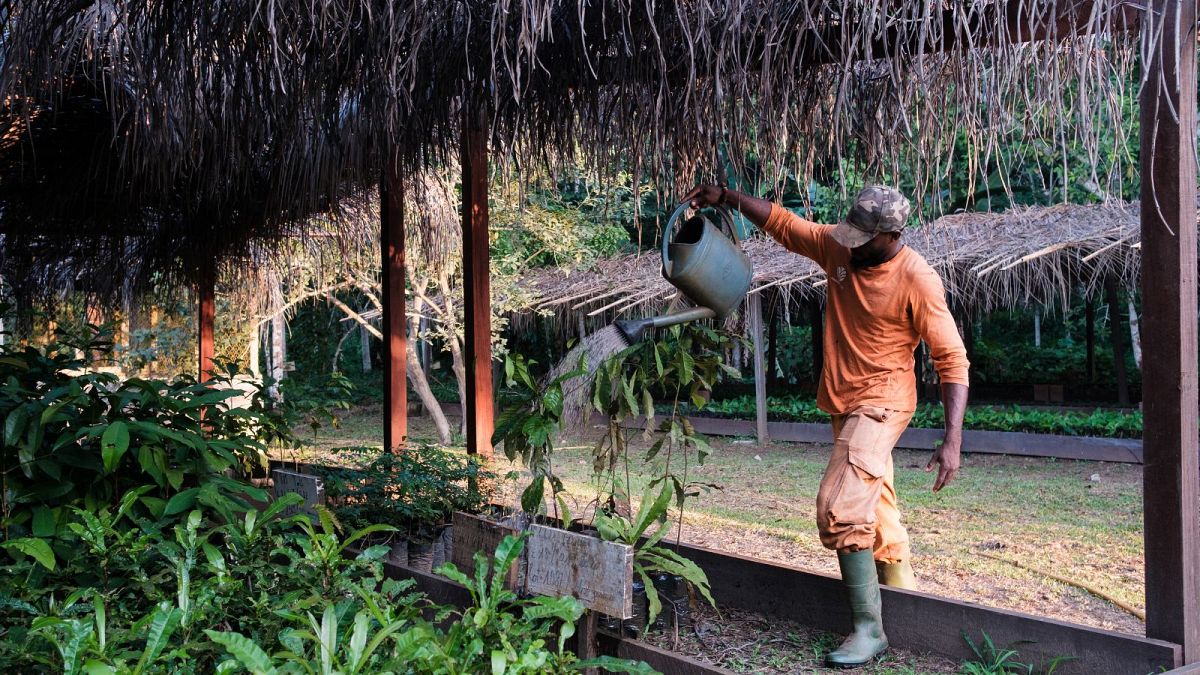 The good foresters: Inside the Gabonese rainforest supplying Amsterdam ...