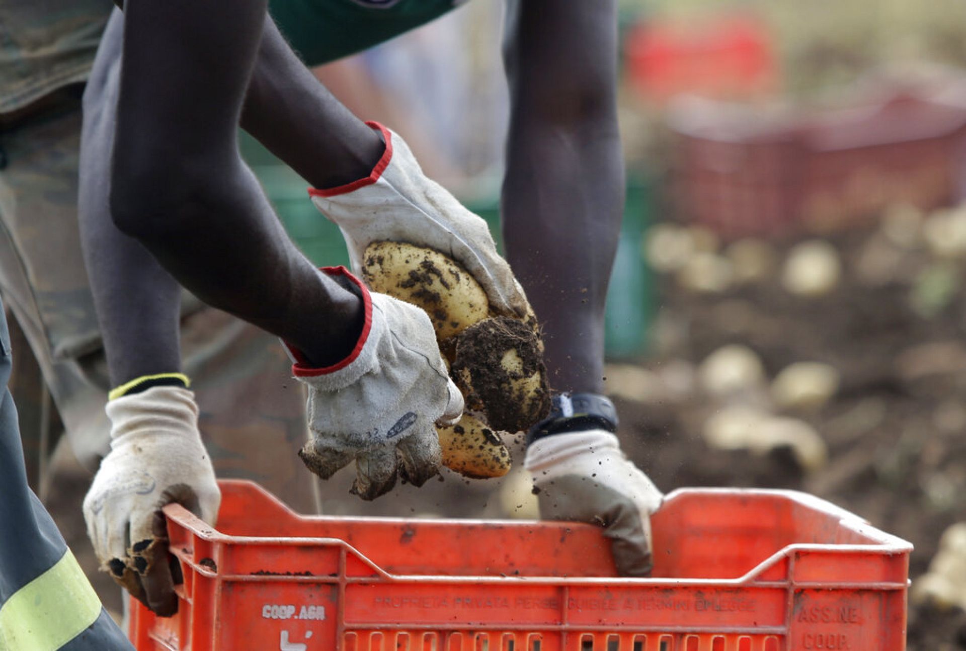 European farmers are key to global food security — and they need help ...