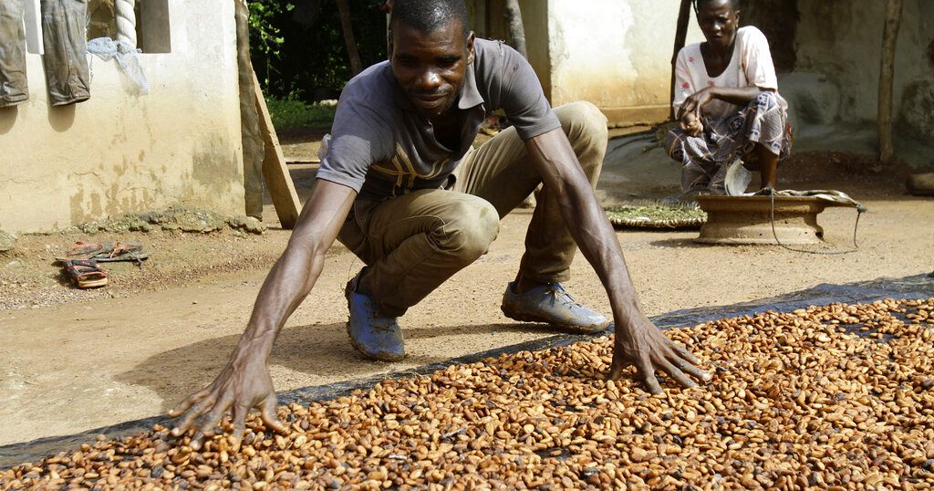Côte d'Ivoire : humidité et maladies affectent la récolte de cacao | Africanews