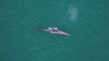 Scientists spot ‘incredibly rare’ gray whale extinct in the Atlantic ...