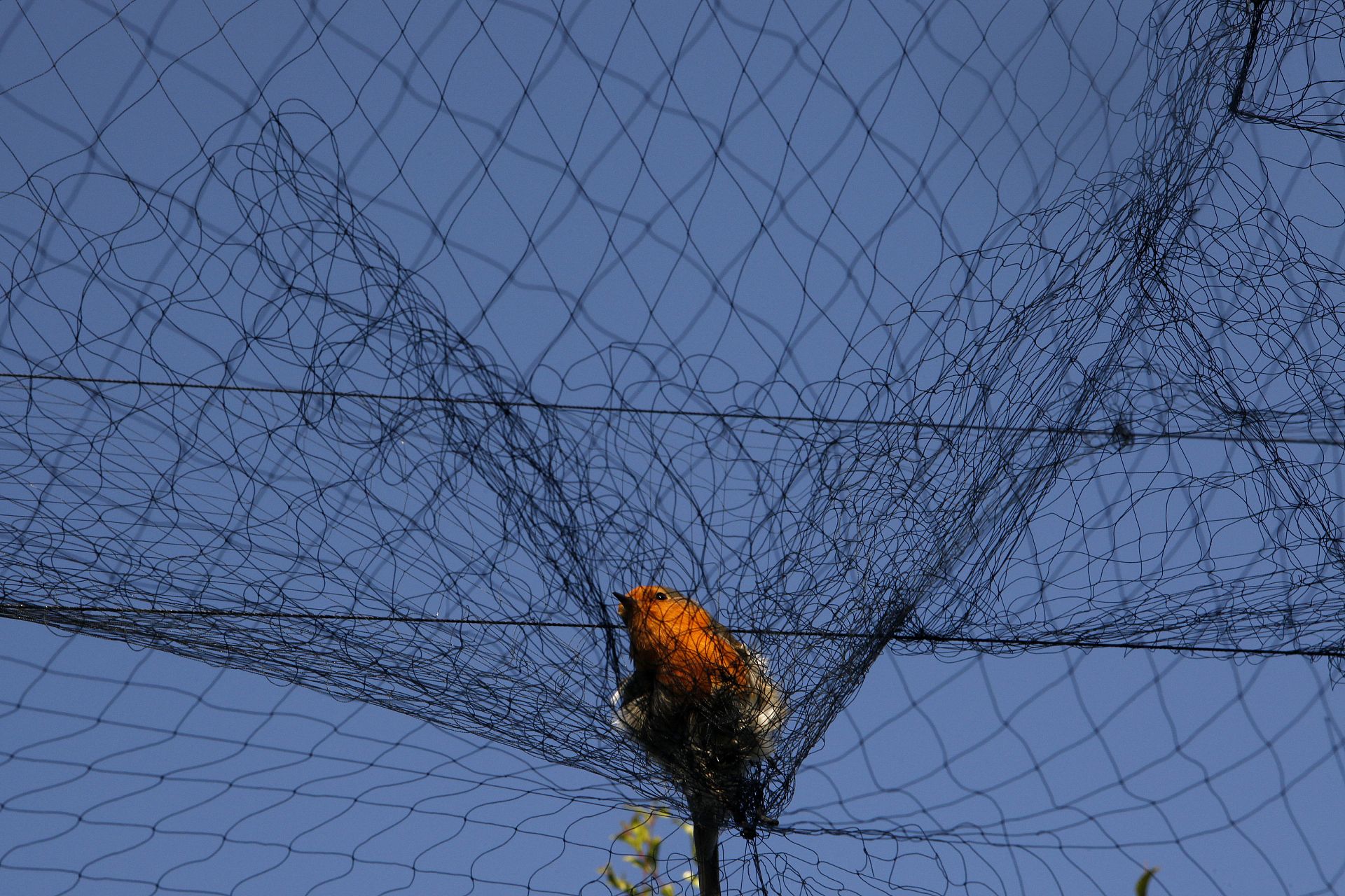 ‘A grim reminder’: More than 400,000 songbirds killed in Cyprus as anti ...