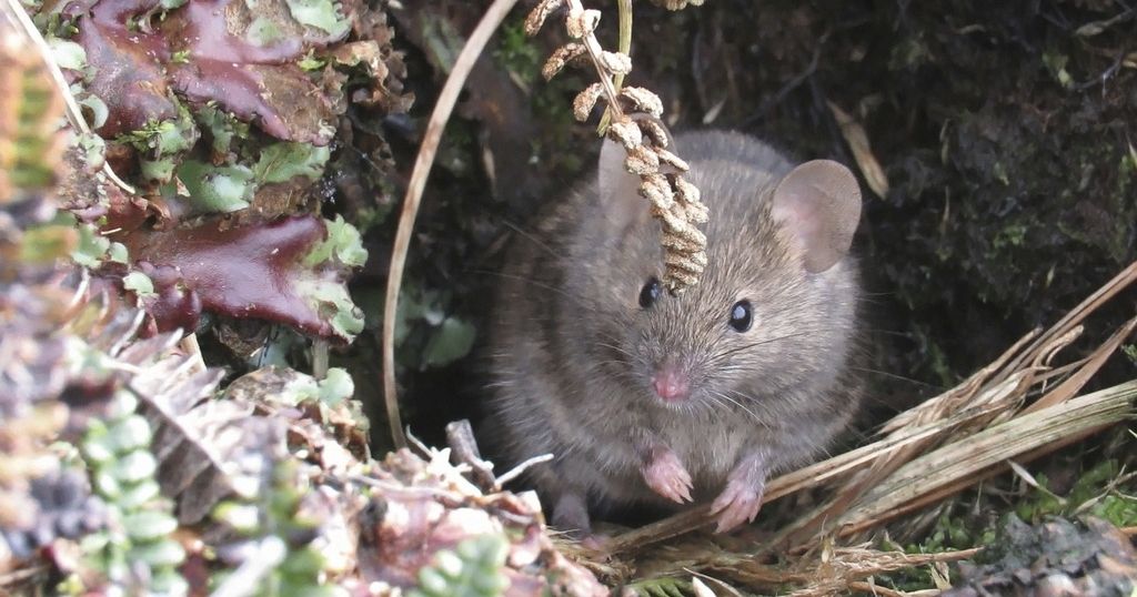 Conservationists plan mass extermination of destructive mice on Marion ...