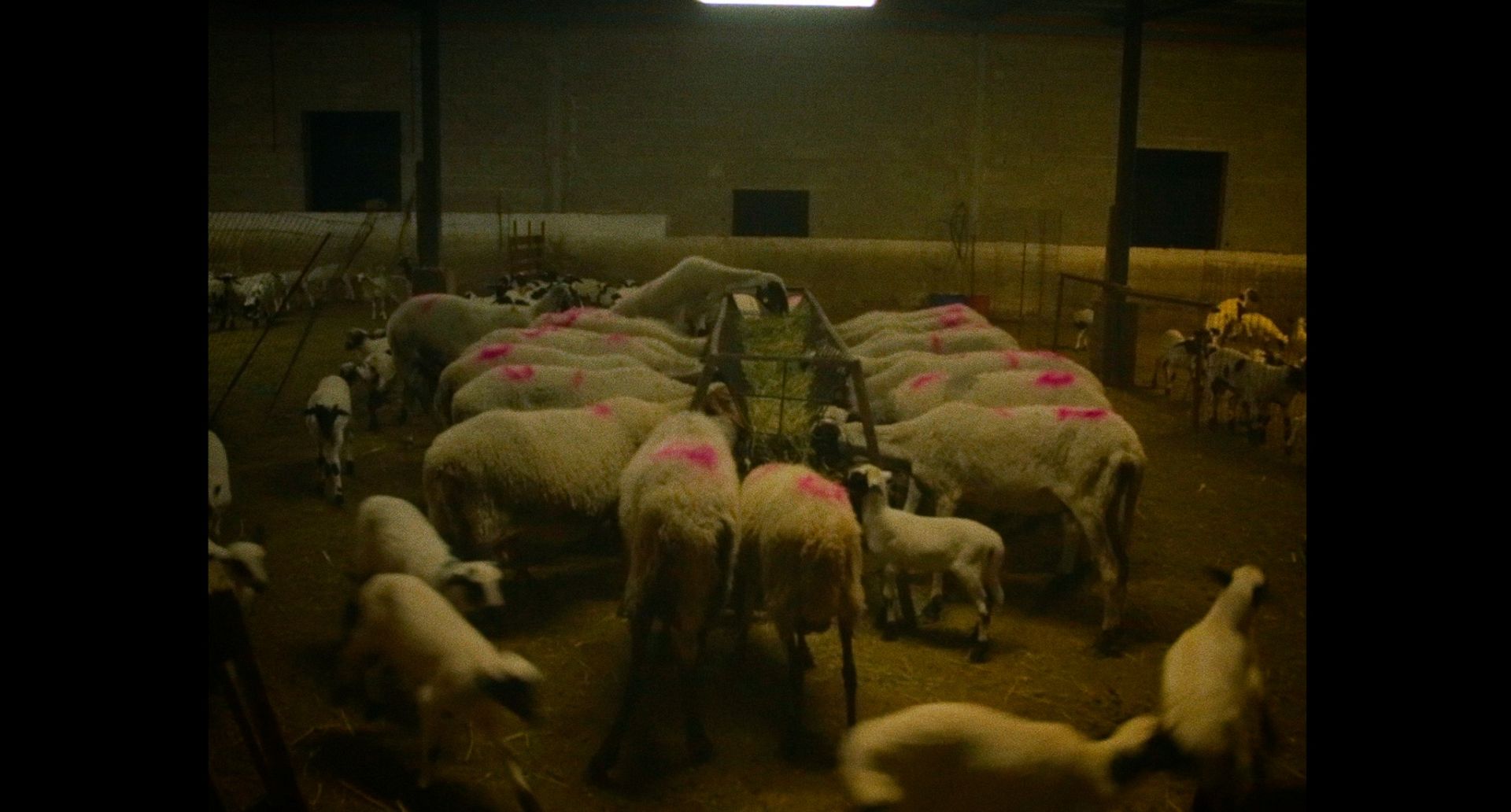 Παναγιώτης Παπαφράγκος & Φιλ Ιερόπουλος: Οι Έλληνες σκηνοθέτες του Film ...