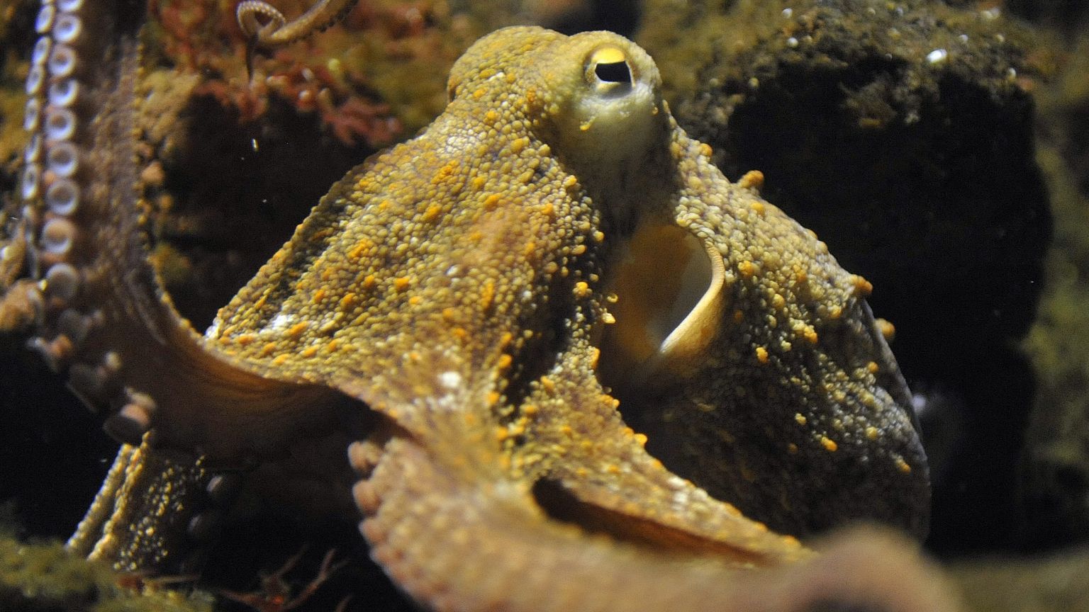 Octopus cannibalism among fears for pioneer cephalopod farm | Euronews