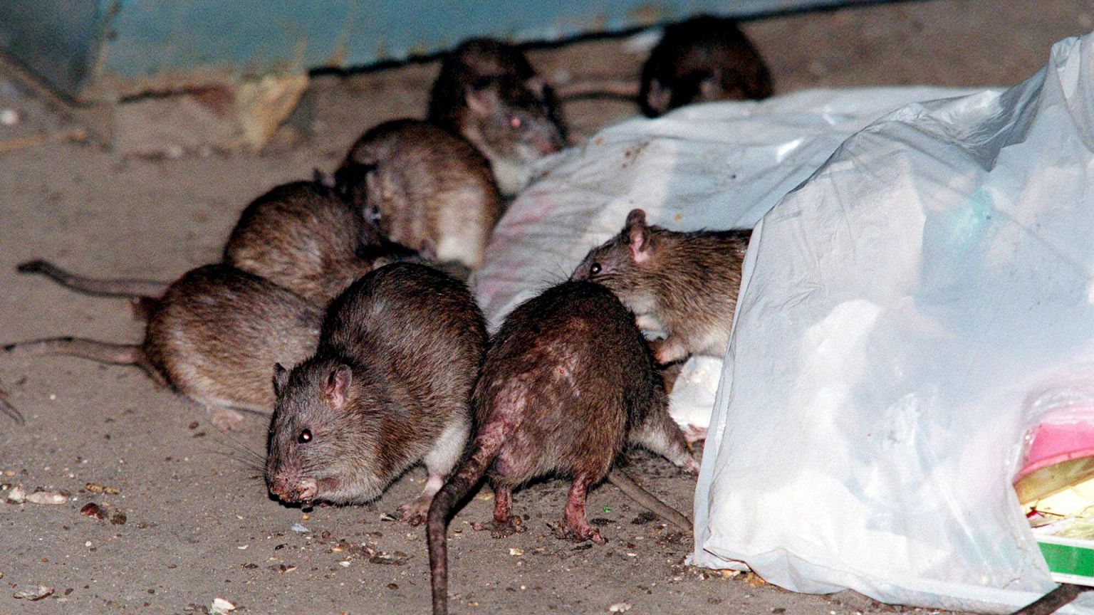 War on rats: Could birth control be the antidote to New York’s rodent ...