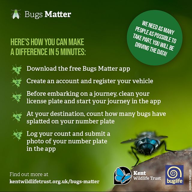 ‘Red flag’: Bug splats on cars reveal a staggering drop in insect ...