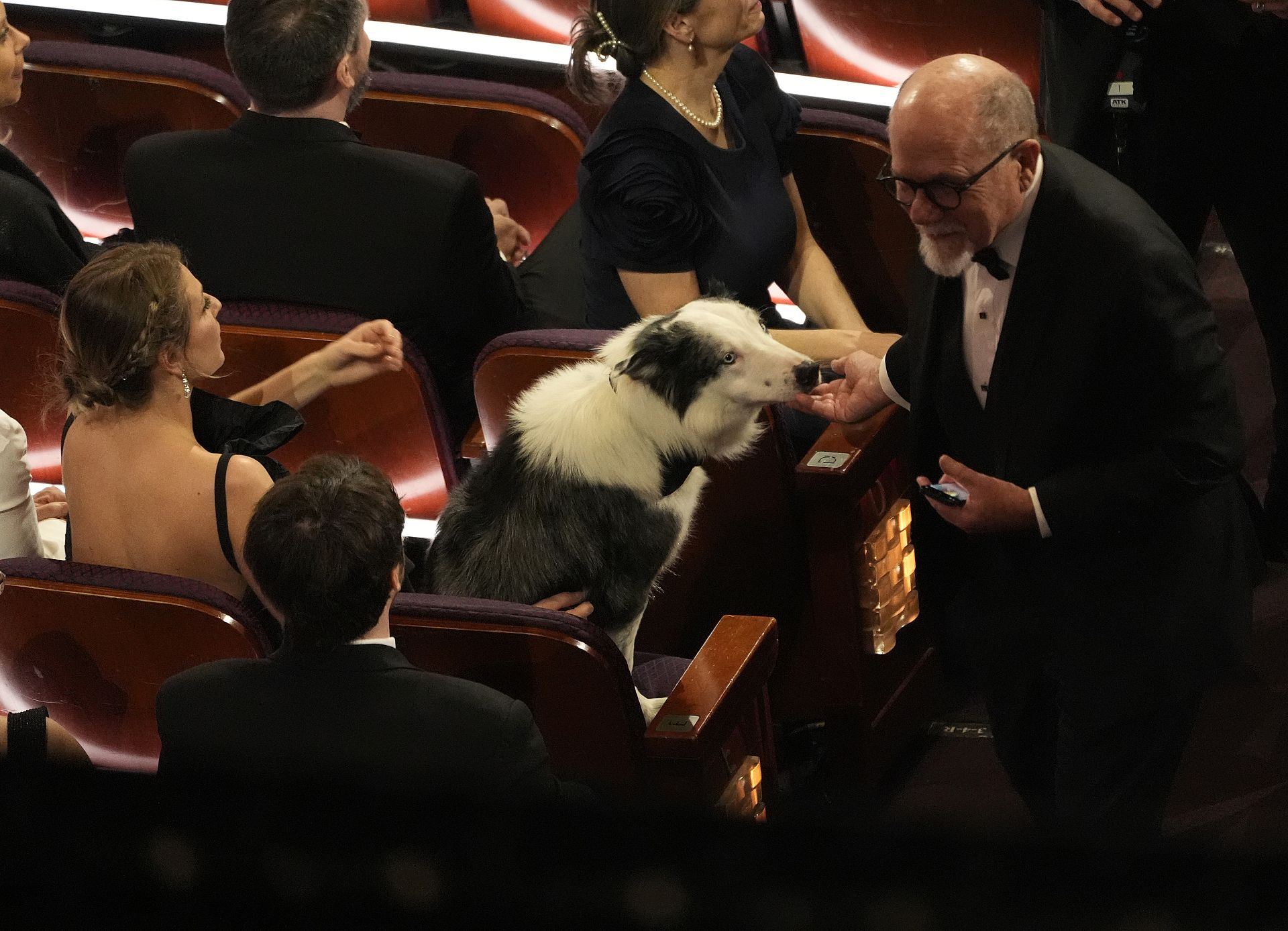 Messi, the dog from 'Anatomy of a Fall', is getting his own TV show at ...