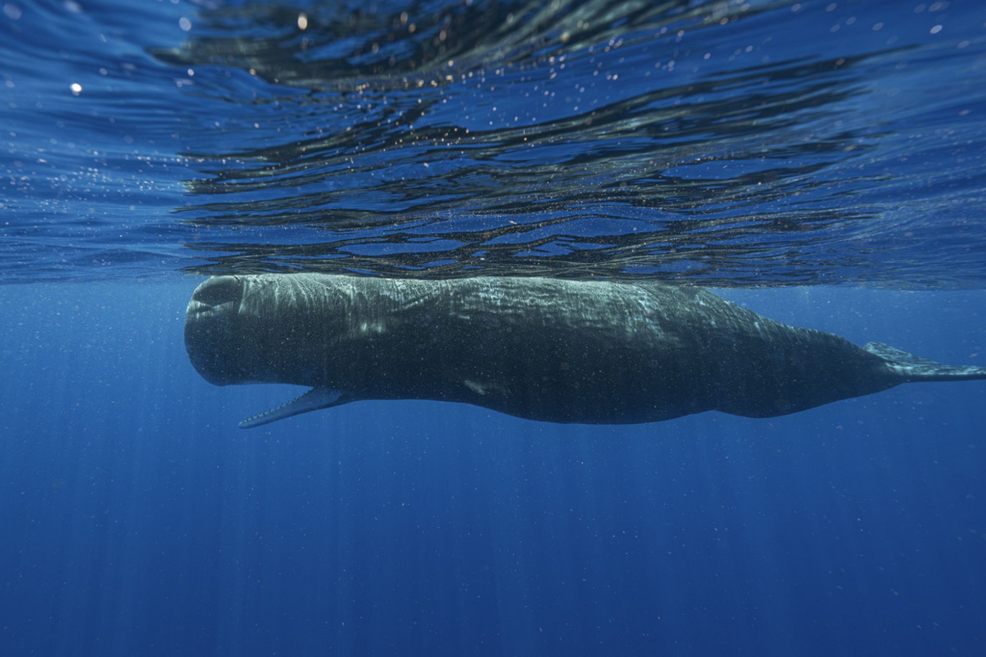 Sperm whale communication could be remarkably close to human languages ...