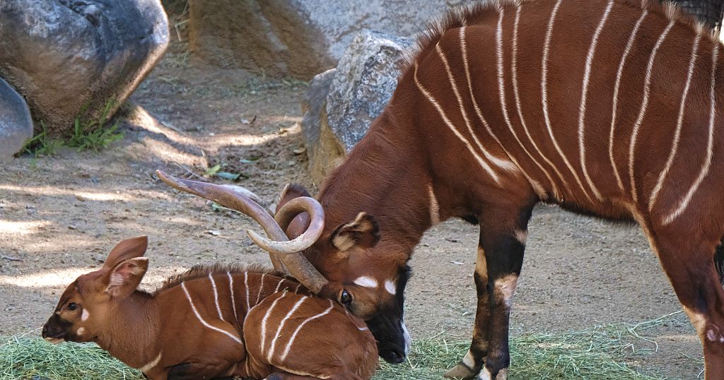 Critically endangered mountain bongos released into the wild in Kenya ...