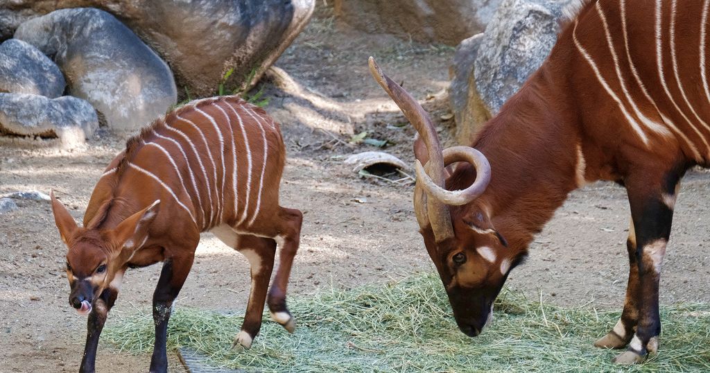 Kenya : des bongos relâchés dans les montagnes | Africanews
