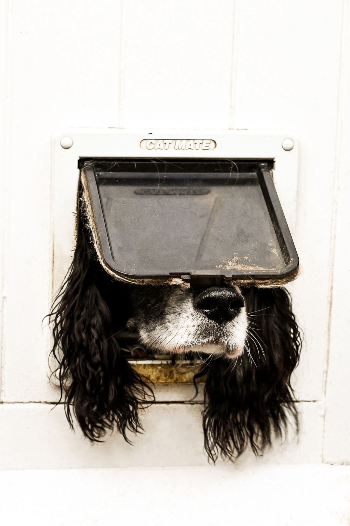 Comedy Pet Photo Awards 2024: Check out this year's hilarious furry ...