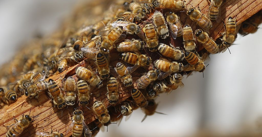 World Bee Day: Kenyan beekeepers struggle against mounting odds ...