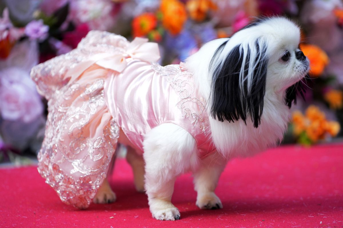 In pictures: Adorable designer dogs strut their stuff at the Pet Gala ...