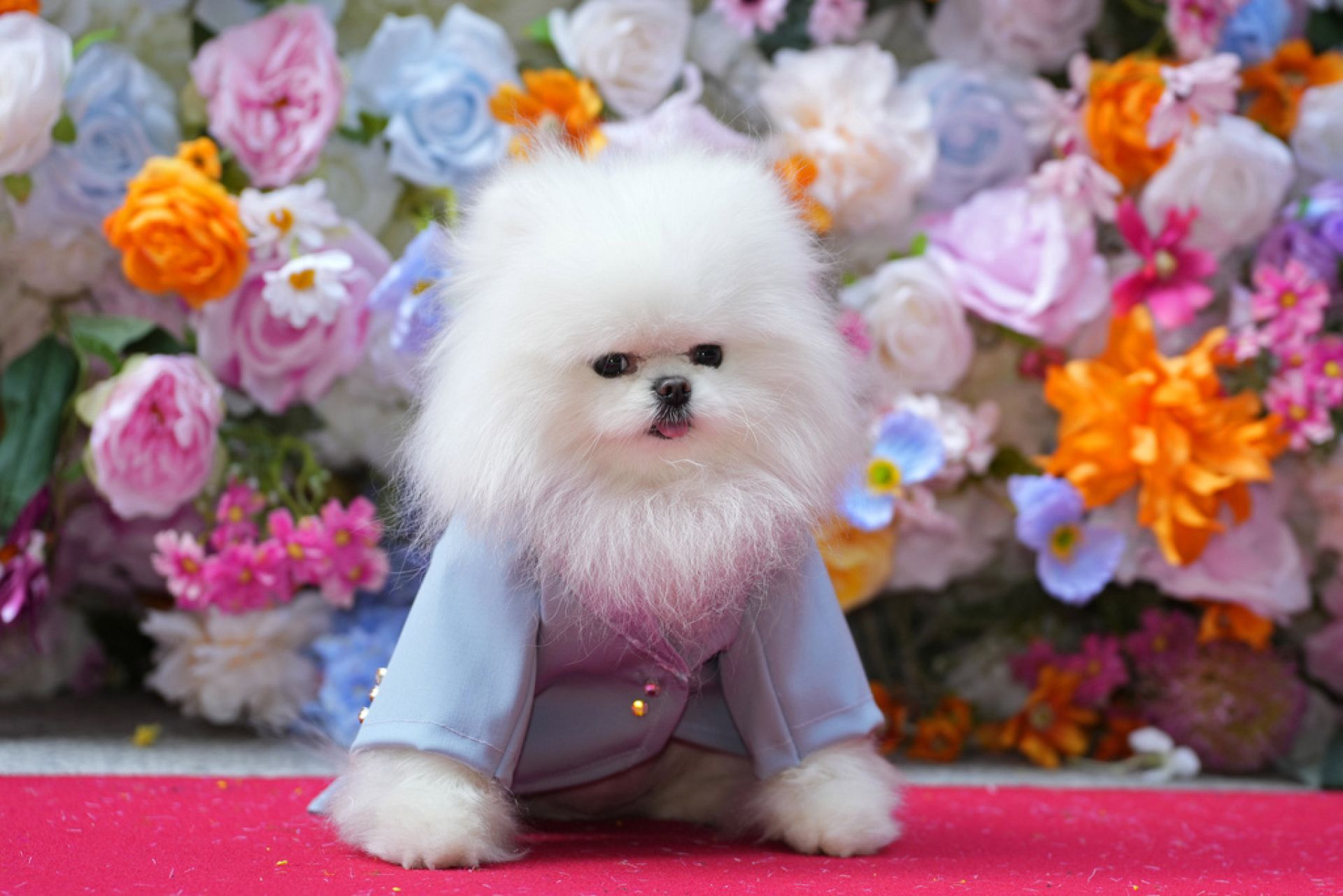In pictures: Adorable designer dogs strut their stuff at the Pet Gala ...