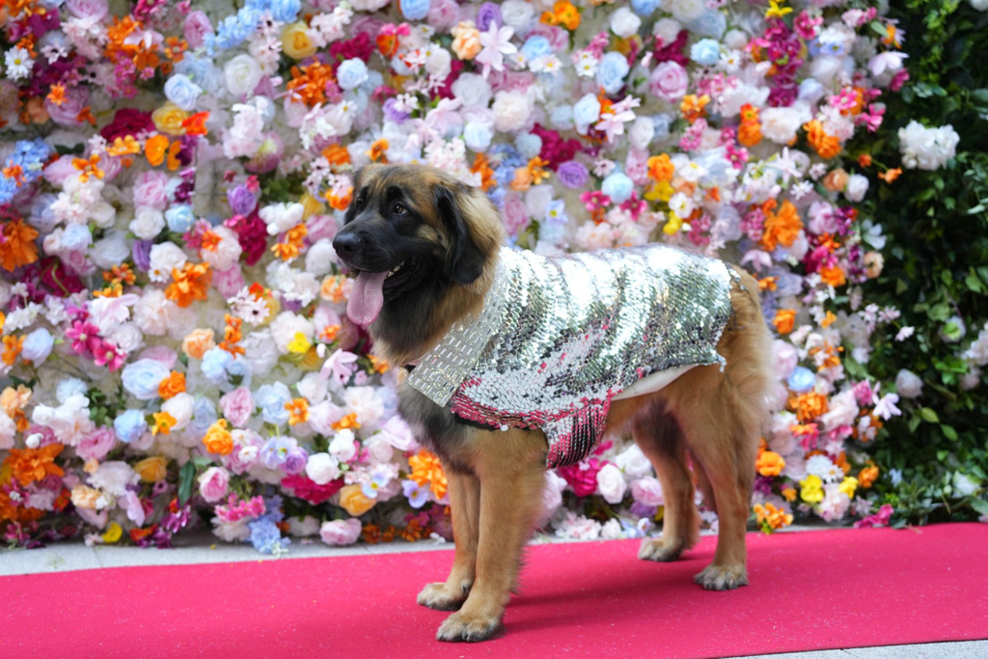 In pictures: Adorable designer dogs strut their stuff at the Pet Gala ...