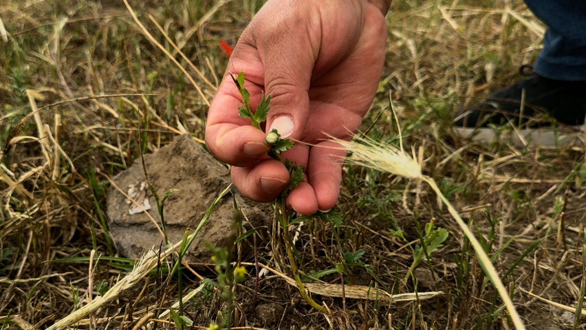 ‘The impact is enormous’: Farmers in Sicily struggle to survive amid ...