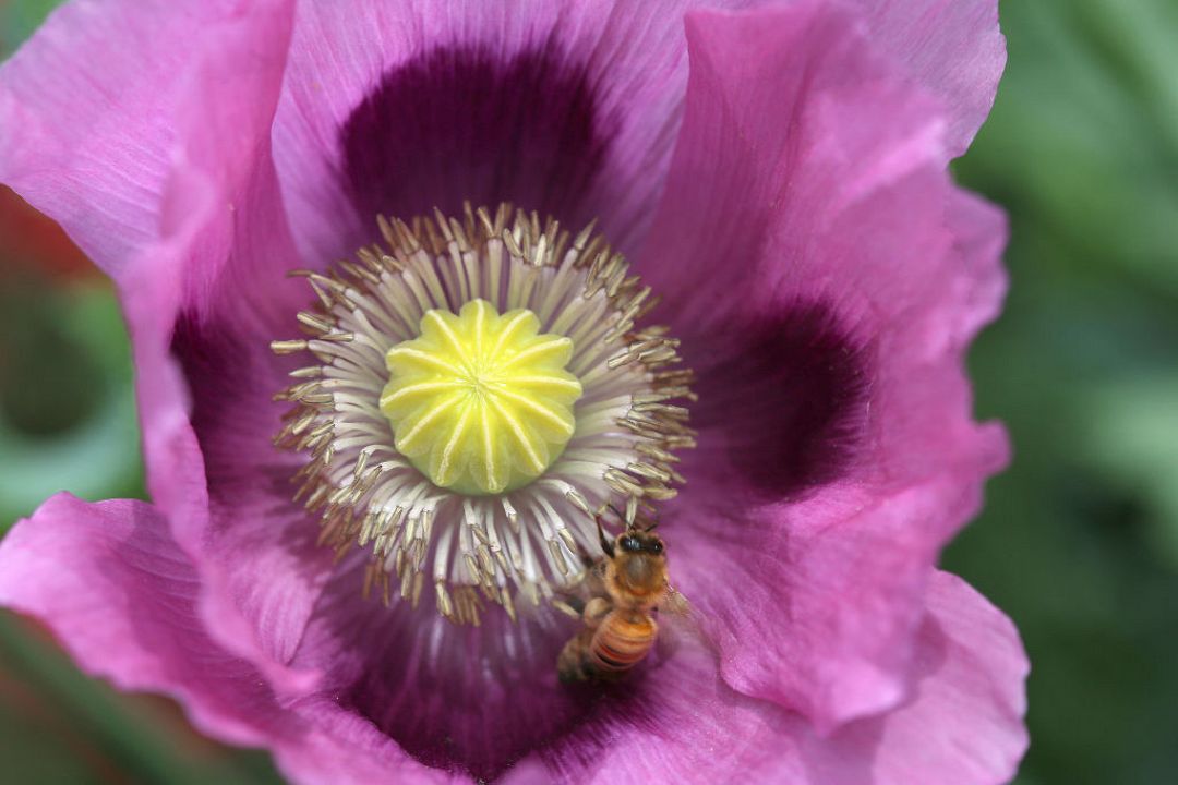 These are the top trends from this year's iconic Chelsea Flower Show ...