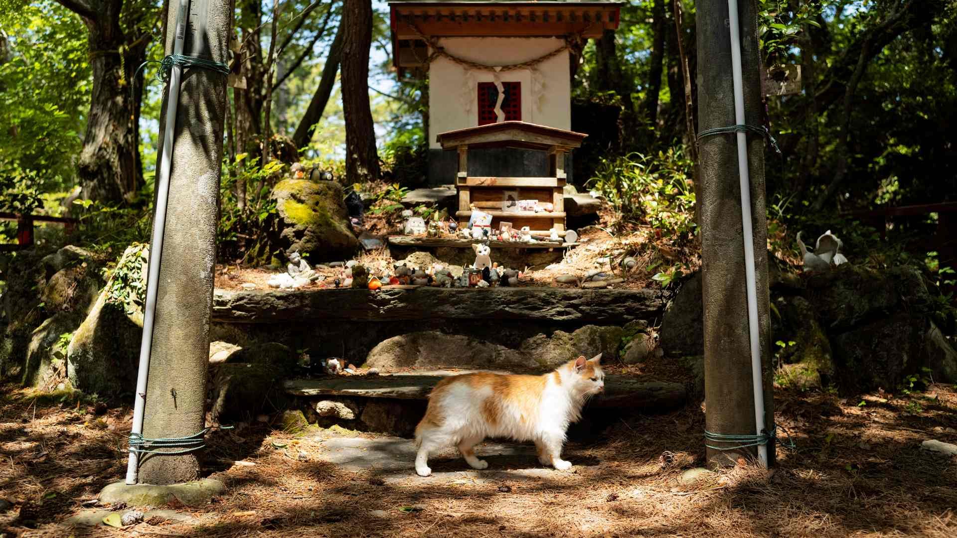 Inside Japan's cat island where felines are worshipped at an altar and ...