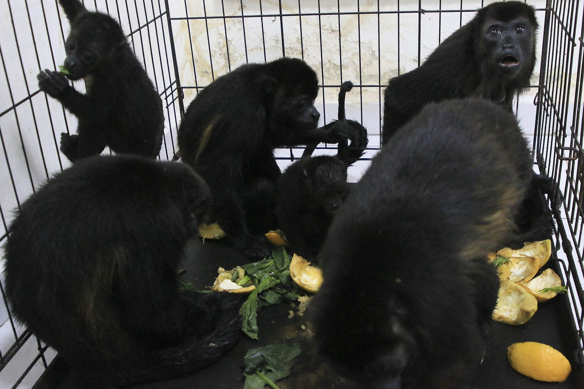 Mexico is so hot that monkeys, birds and bats are falling dead from ...