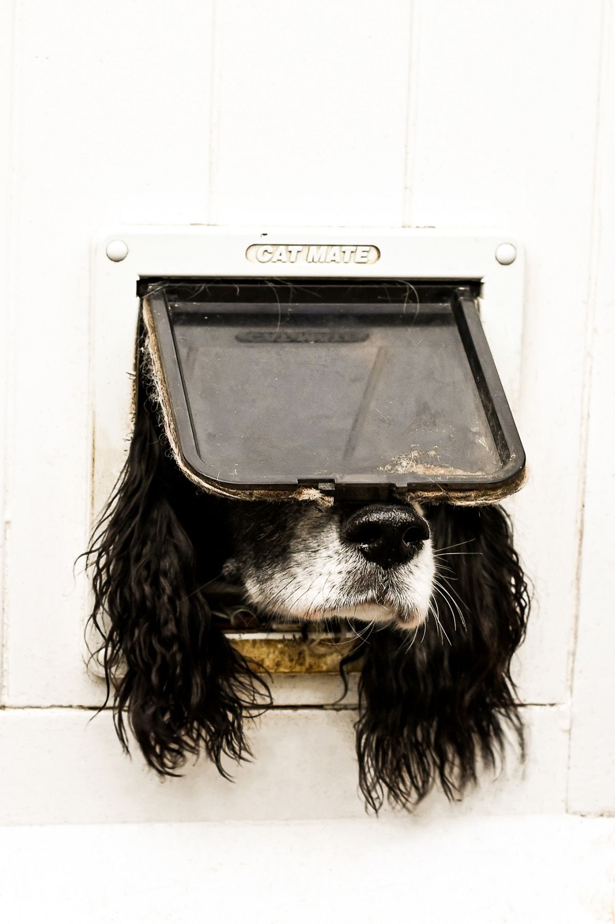 Comedy Pet Photo Awards 2024: Das sind die schönsten Tierfotos | Euronews