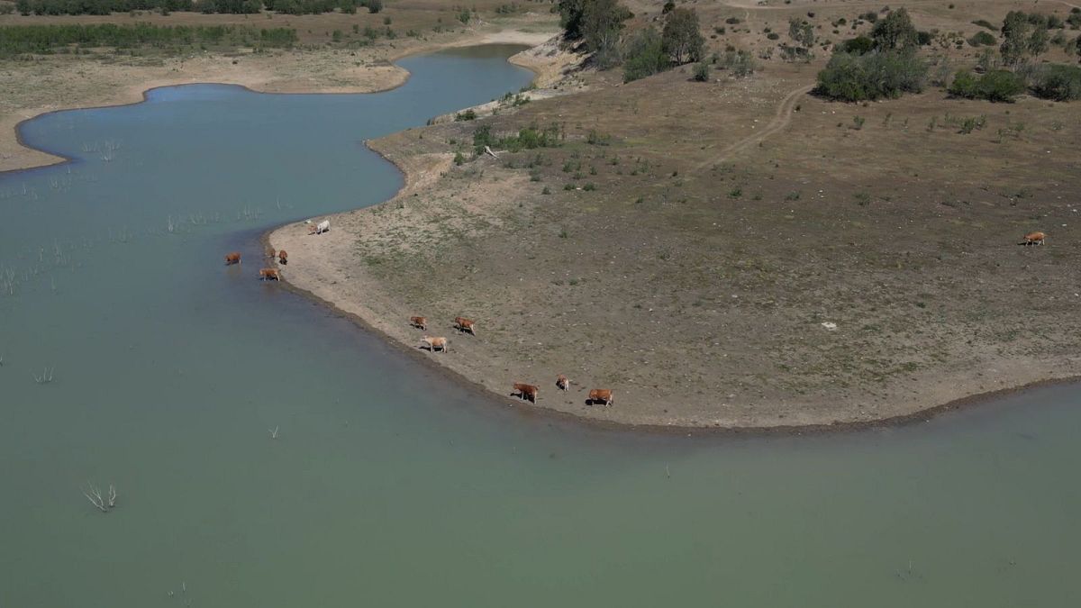 ‘Without farmers, Sicily as we know would not exist’: Drought takes its ...