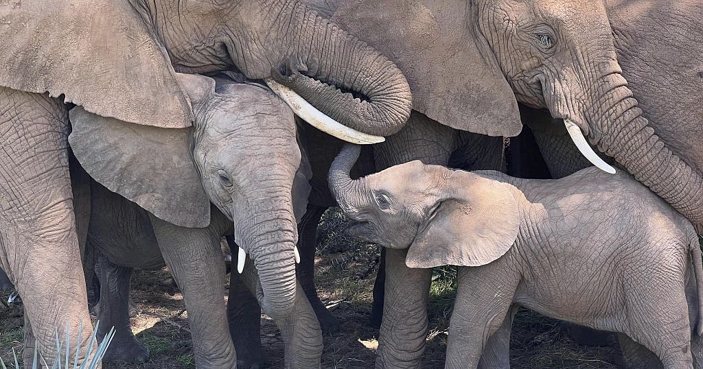New study finds African elephants call each other by unique names ...